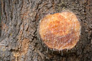 Why Do Trees Produce Sap Gulo In Nature