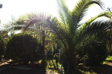 ვარდები And მარადმწვანე დეკორატიული მცენარეები ქუთაისში Home Facebook