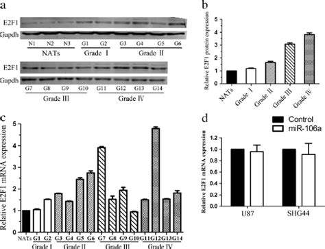 E2f1 Is Regulated By Mir 106a Via Translational Suppression A E2f1