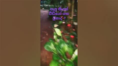 පල වෙනි වීඩියෝව නෙ Youtube