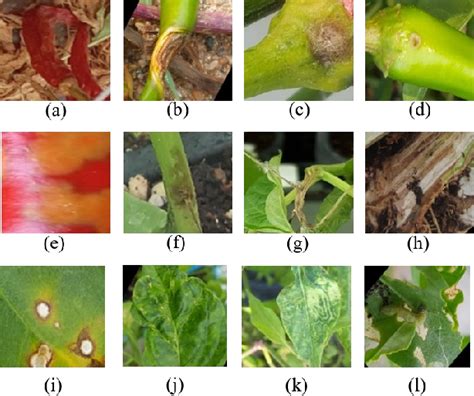Figure 2 From Plant Disease Detection In Imbalanced Datasets Using
