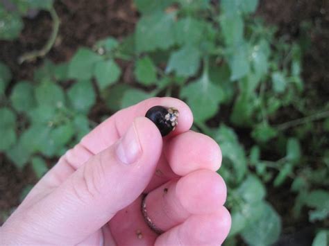 My Green Ambitions Sunberries