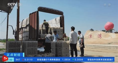 【在希望的田野上·三夏时节】各地多措并举发展特色林果产业 带动农户增收致富鲁媛闵捷桃子