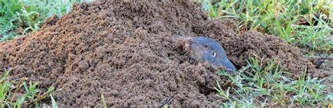 Pocket Gopher Saskatoon Ca