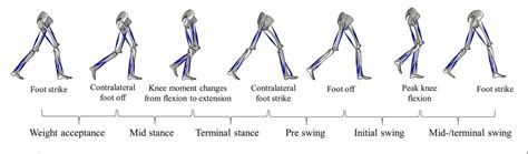 Figure 1 From Surface Electromyography Normalization Affects The Interpretation Of Muscle