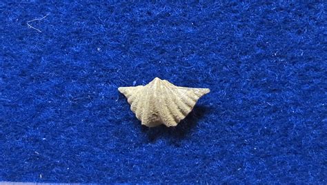 Class Rhynchonellata Kansas Geology