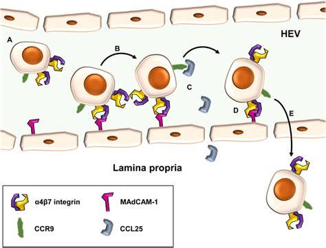 Principle Of α4β7 Mediated Cell Adhesion In The Intestine Gut Homing T