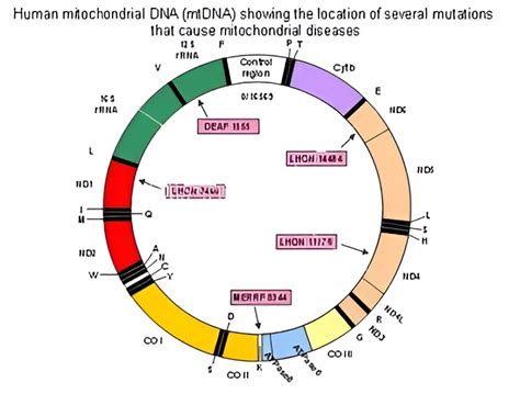 Mitochondrial Expressgene