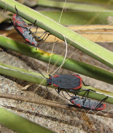 Bug Eric Red Shouldered Bug