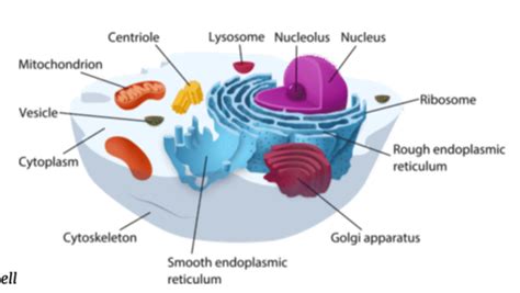 Bio Unit 1 Test Flashcards Quizlet