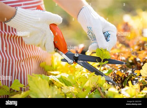Woman Prune Hedge Spring Hi Res Stock Photography And Images Alamy