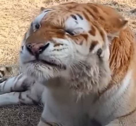 지금 당신은 덩치 큰 고양이 호랑이가 재채기하는 순간을 보고 계십니다 애니멀 플래닛