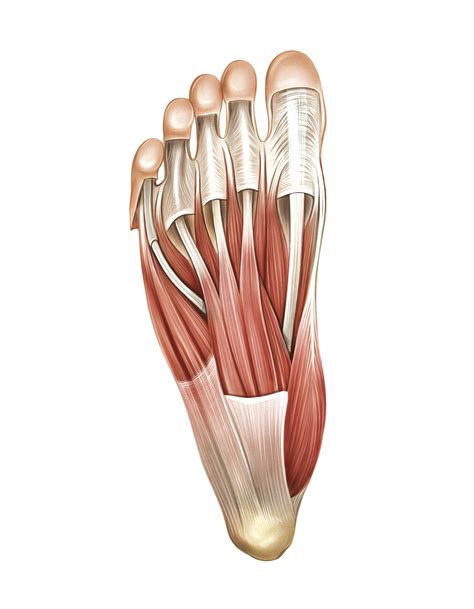 Various Treatments For Plantar Fasciitis