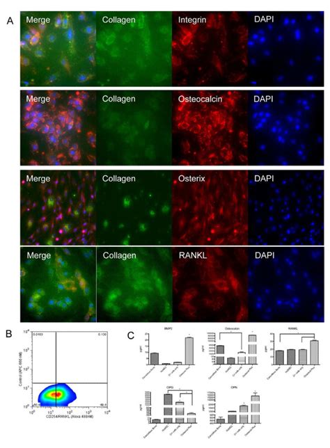 Proteomic Profiling Of Osteocel Plus Cells Cultured For 28 Days In Odm Download Scientific Diagram