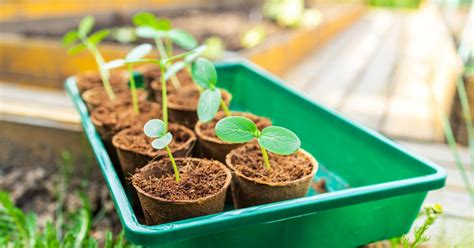 Як правильно вирощувати розсаду огірків основні правила Телеграф