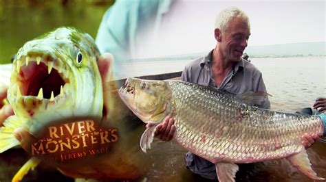 The Terrifying Tigerfish Tigerfish River Monsters Youtube