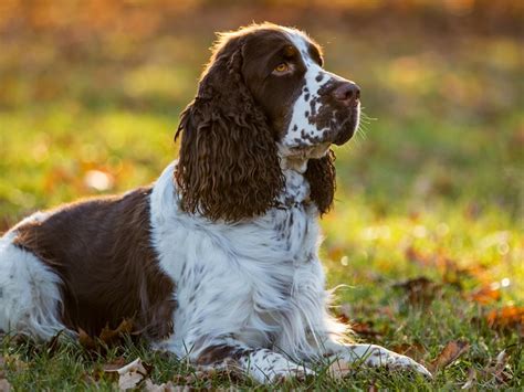 Cocker Spaniel Dog Breed Guide Spot®
