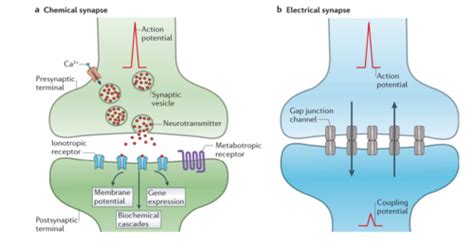 Neurotransmitter Release Flashcards Quizlet