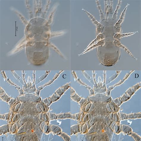 A B Schwiebea Sp Eurynympha Group Punctate Dorsum Phoretic Download Scientific Diagram