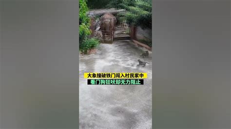 大象撞 铁门闯入村民家 ，看门狗狂 却 力阻 。 庞然大物 Youtube