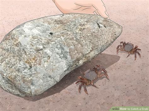 How To Catch A Crab Fishing Trapping More