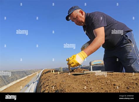 Romanian Harvest Worker Harvesting Asparagus In Germany Model Released