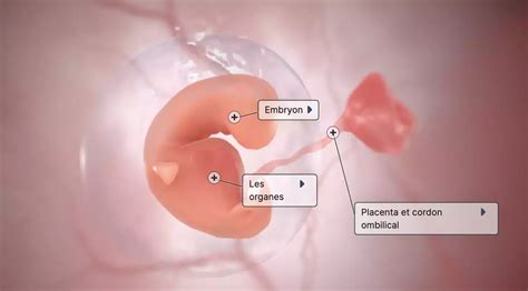 Semaine 3 De Grossesse 5 Sa Suivi De Grossesse