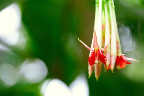 Fuchsia Bonsai Tree Varieties Care And Propagation Tips