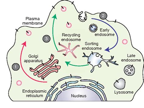 Proteolytic Processing Semantic Scholar