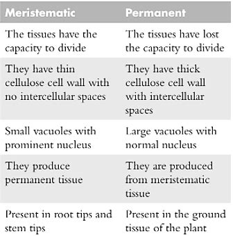 Give Differences Between Meristematic Tissue And Permanent Tissue Filo