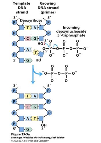 DNA And Genome Structure DNA Damage And Repair Flashcards Quizlet