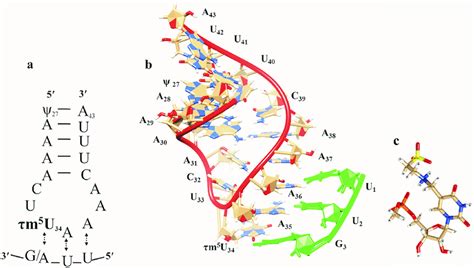 Model Anticodon Stem Loop Asl With Codon Uug A In A The Clover
