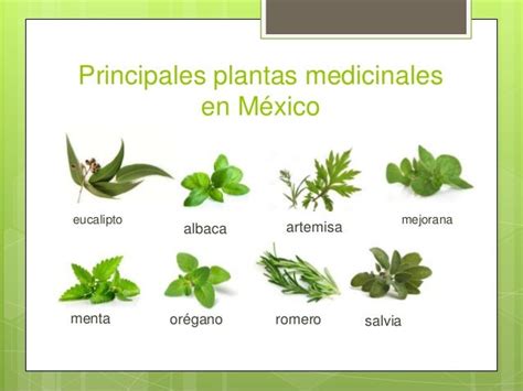 Plantas Medicinales En México