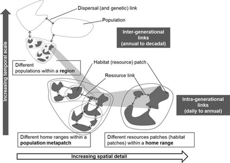 Spatio Temporal Scale Of Ecological Processes Involved In Connectivity Download Scientific