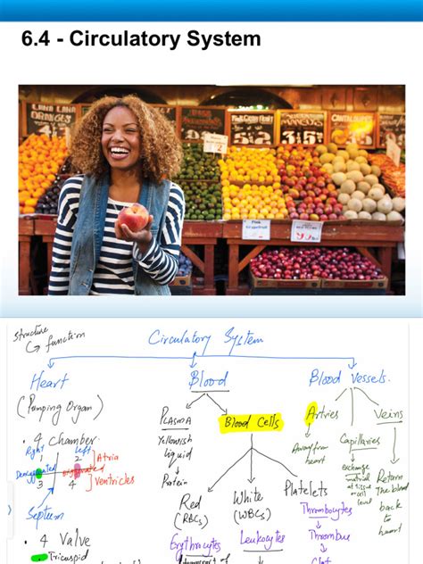 6 4 Circulatory System Presentation Pdf Heart Atrium Heart
