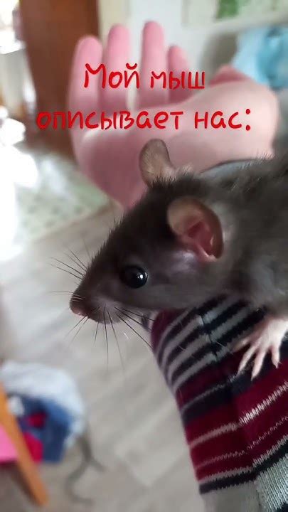 это мой питомец #мышь #семья #РоссияПобедит #питомец - YouTube
