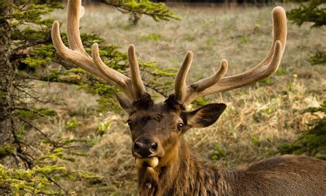 Wildlife Spotting In Banff National Park Banff Adventures