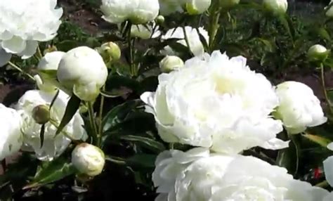 ТОП 5 самых ароматных пионов Сад огород и деревенская жизнь Дзен