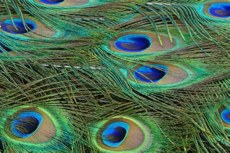 공작 깃털 화려한 Pixabay의 무료 사진 Pixabay