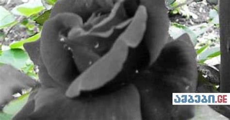 თურქული შავი ვარდი Ambebi Ge