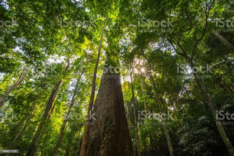 아름 다운 자연 일몰 풍경입니다 황금 밀의 귀 닫습니다 햇빛 아래 농촌 현장입니다 농업 프리의 귀를 숙성의 여름 배경입니다 Natur 추수입니다 밀 필드 천연 제품입니다