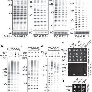 CST Inhibits Telomerase Activity In Vitro A Direct Telomerase Assay