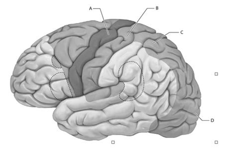 Visual Cortex Location