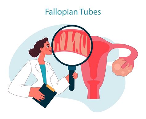 Fallopian Tubes Doctor Examining Fallopian Tubes Using Magnifying
