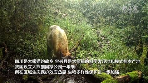 红外相机记录大熊猫国家公园“动物聚会”凤凰网视频凤凰网