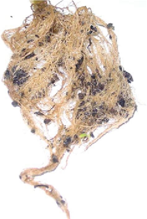 B Appearance Of Root System Of Spinach Plant At The Zero Nematode Download Scientific Diagram