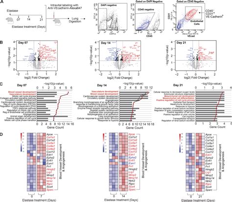 Transcriptome Profiling Of Lung Ecs Identifies A State With Loss Of