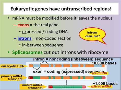 from gene to protein chapter 17 campbell ppt download