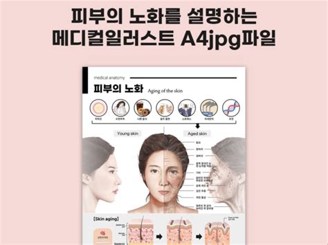 얼굴의 근육을 설명하는 메디컬아나토미 A4파일 크몽