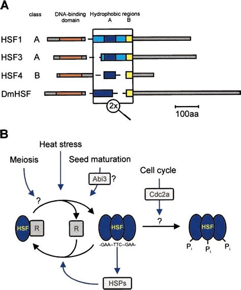 Structure And Regulation Of Hsfs A Schematic Drawing Of Three Hsfs